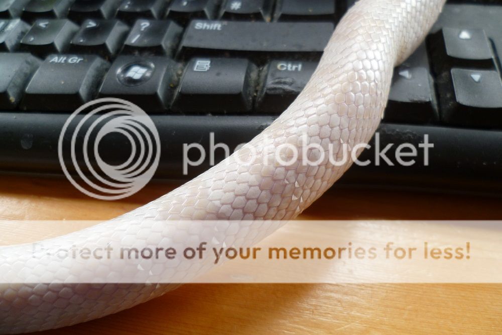 Scale damage- is she about to shed? | Reptile Forums